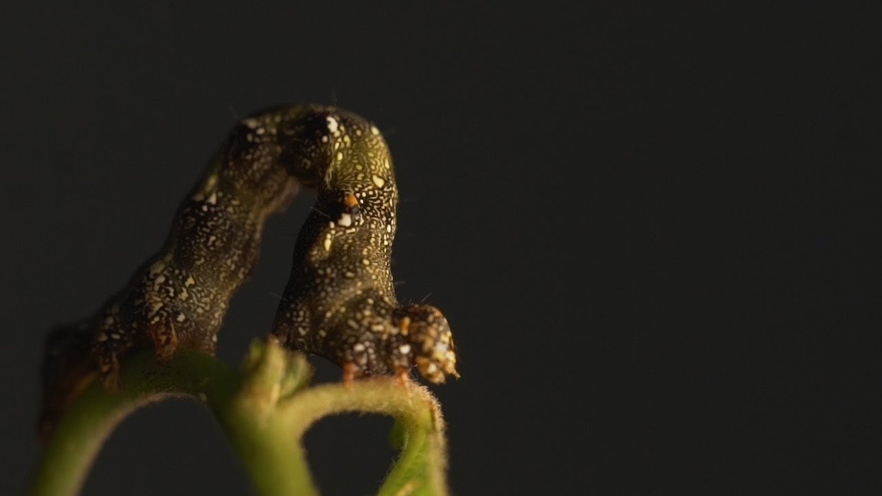 Cutest Inchworm Ever!!!! Wonderful Life of Inchworms - YouTube