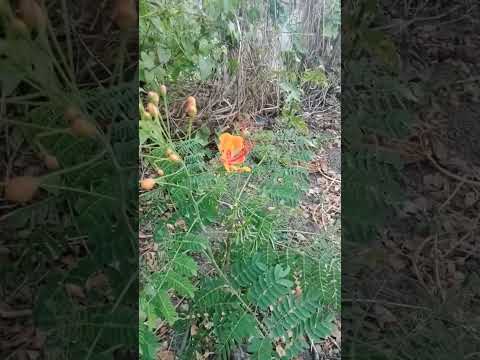Peacock Flower ( sibukaw) Gamot sa bukol sa matris at iba pang ...