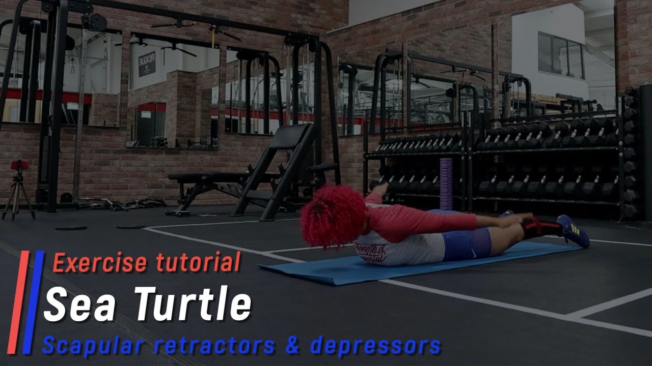 Sea Turtle Exercise - YouTube
