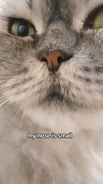 Little floof, big floof audio credit @millie_the_maltipoo - YouTube