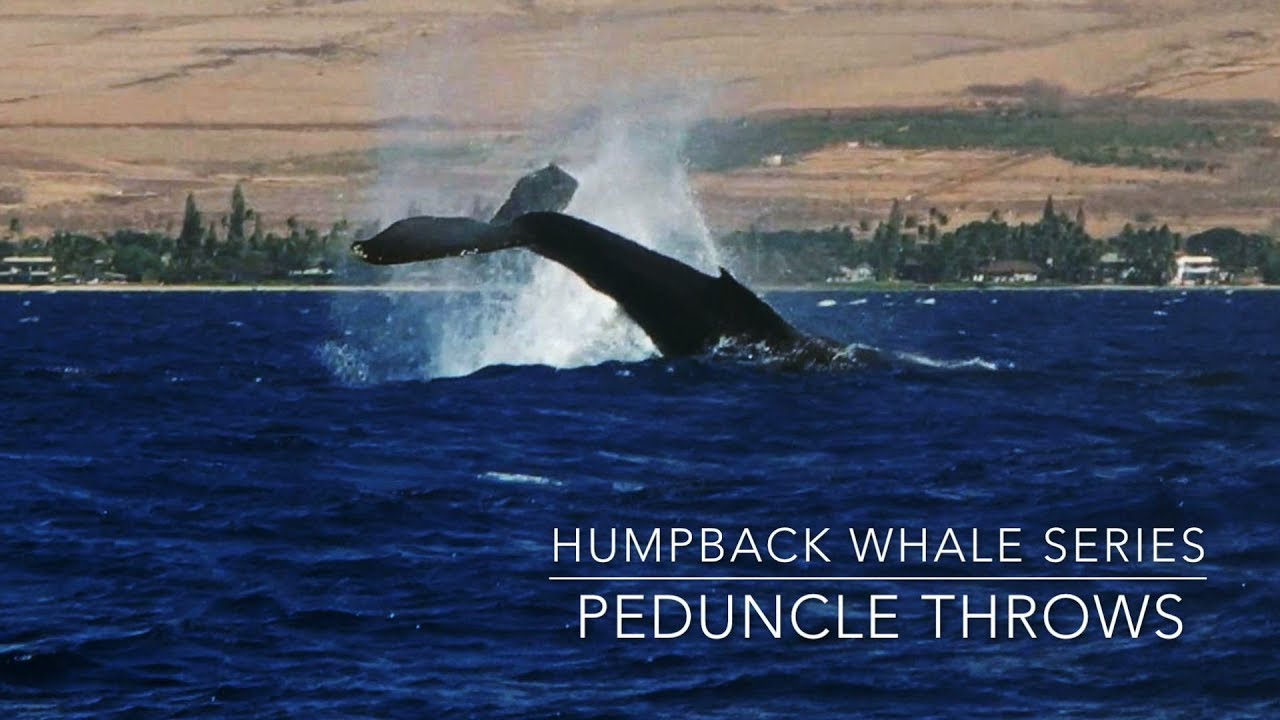 Humpback Whale Series: Peduncle Throws - YouTube