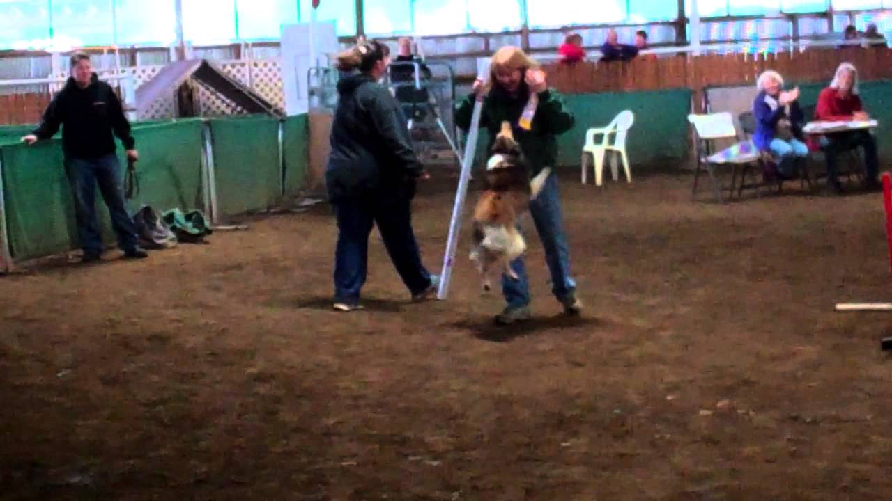 Aiden & Nancy's NATCH Jumpers run 11-8-2015 - YouTube
