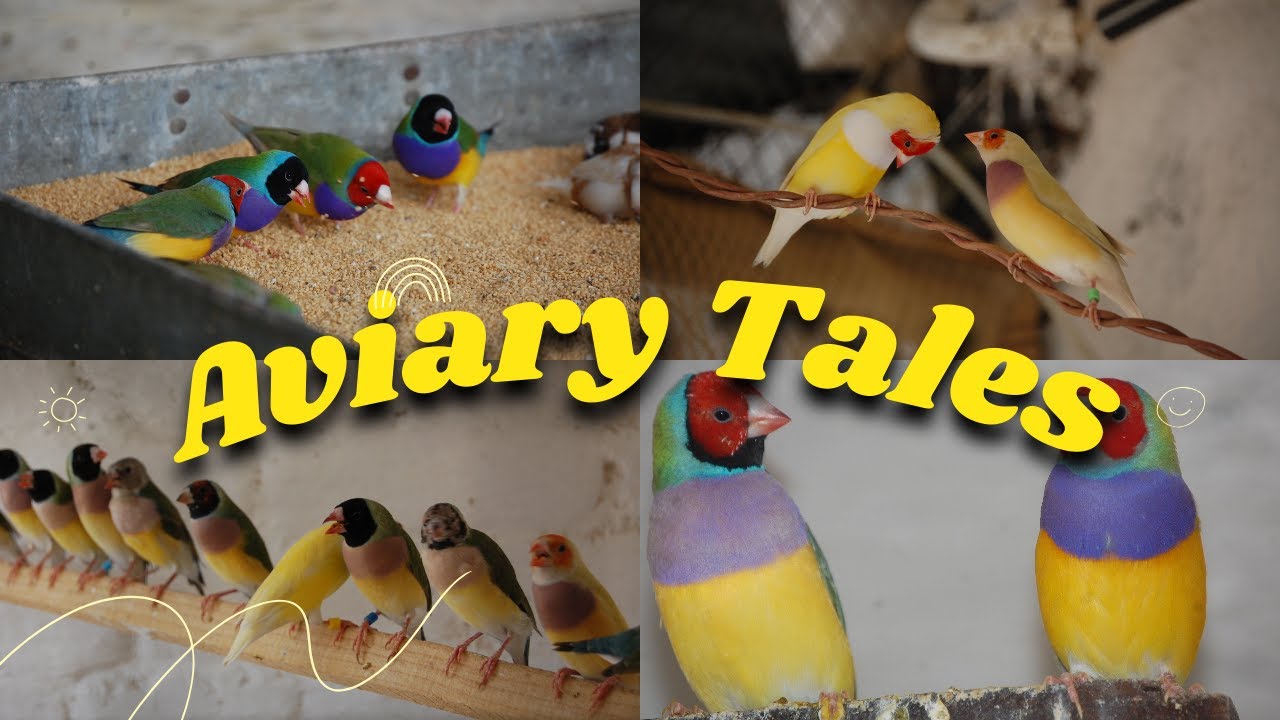 The Most Incredible Bird Colony🐦/Birds colony video /colony of birds ...