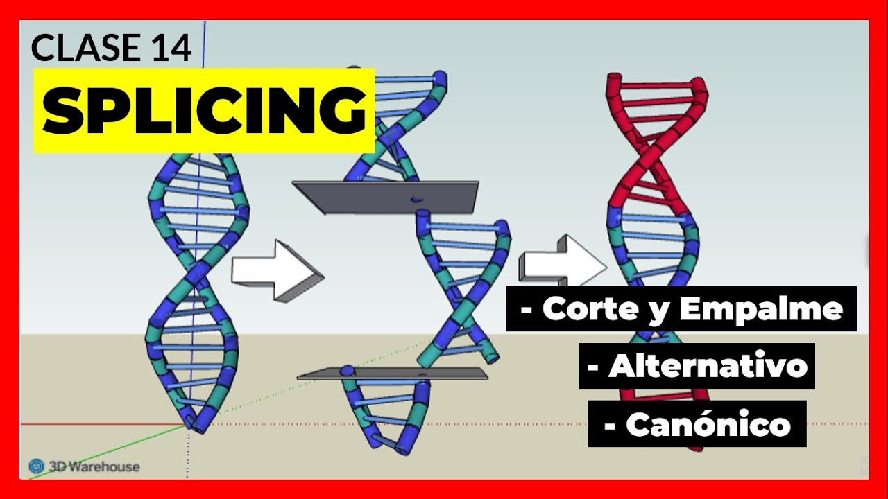 🟢 MECANISMO de SPLICING (EMPALME de ARNm) | ELIMINACION de INTRONES 🧬 ...
