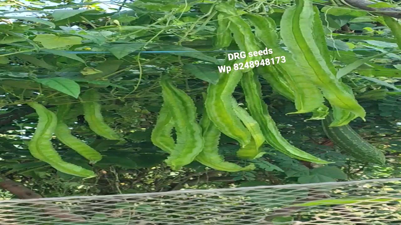 There types of winged beans . violet. green stripped.green long - YouTube