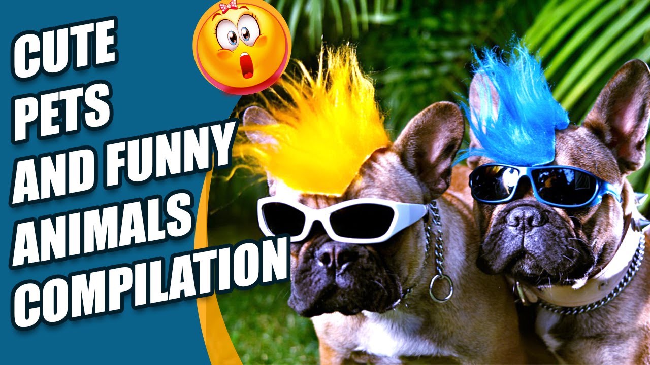 Cute Pets And Funny Animals Compilation 2 - YouTube