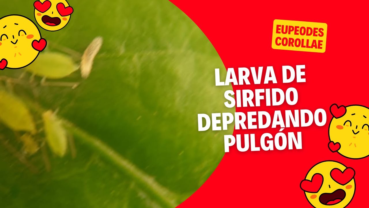 Larva de Sirfido Eupeodes corollae con Pulgón #eupedodescorollae # ...