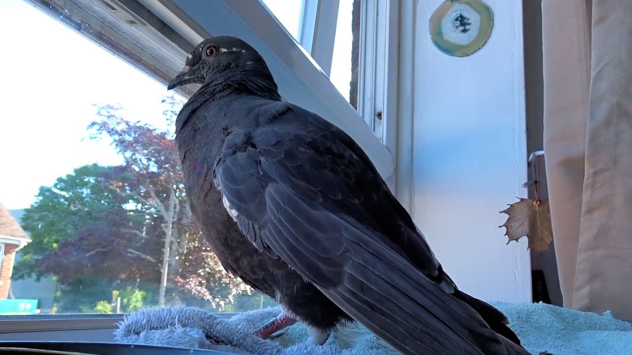 Sunday Morning Pigeon Movie - YouTube