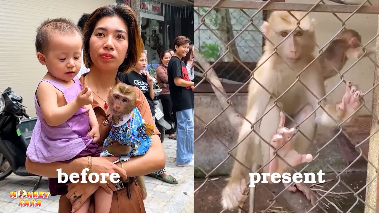 Monkey Kaka and Mit and the family's difficult wish for reunion - YouTube
