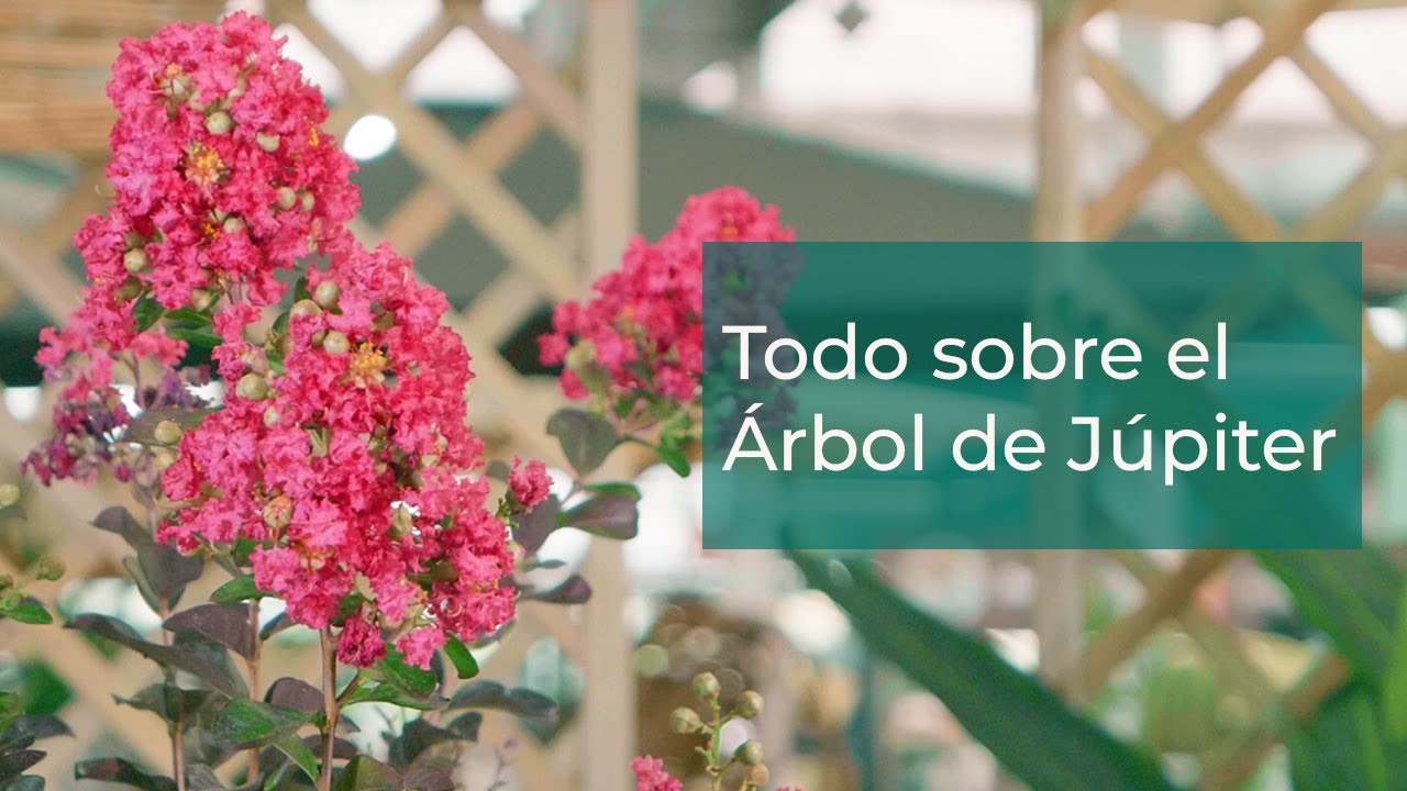 Árbol de Júpiter: Todos los cuidados del Lagerstroemia indica | Plantas ...