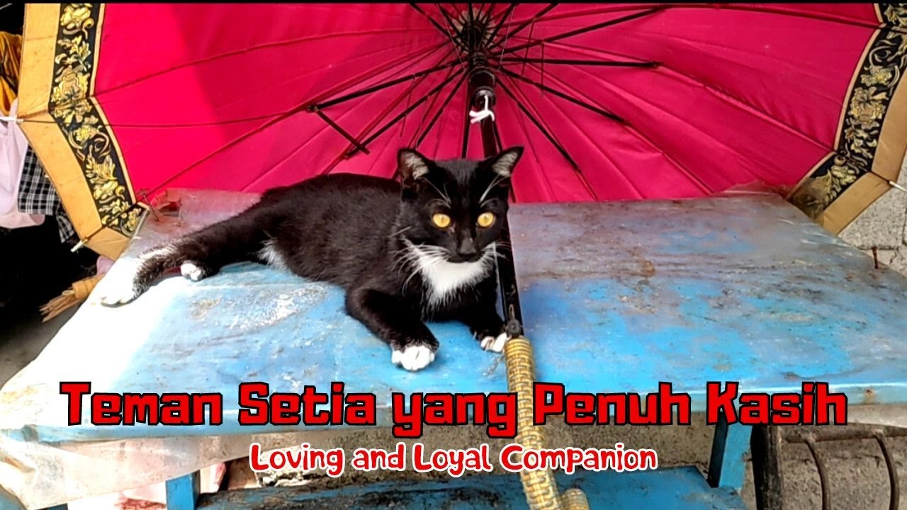 Cerdas dan Ramah: 5 Hal Menarik tentang Kucing Tuxedo | Smart and ...