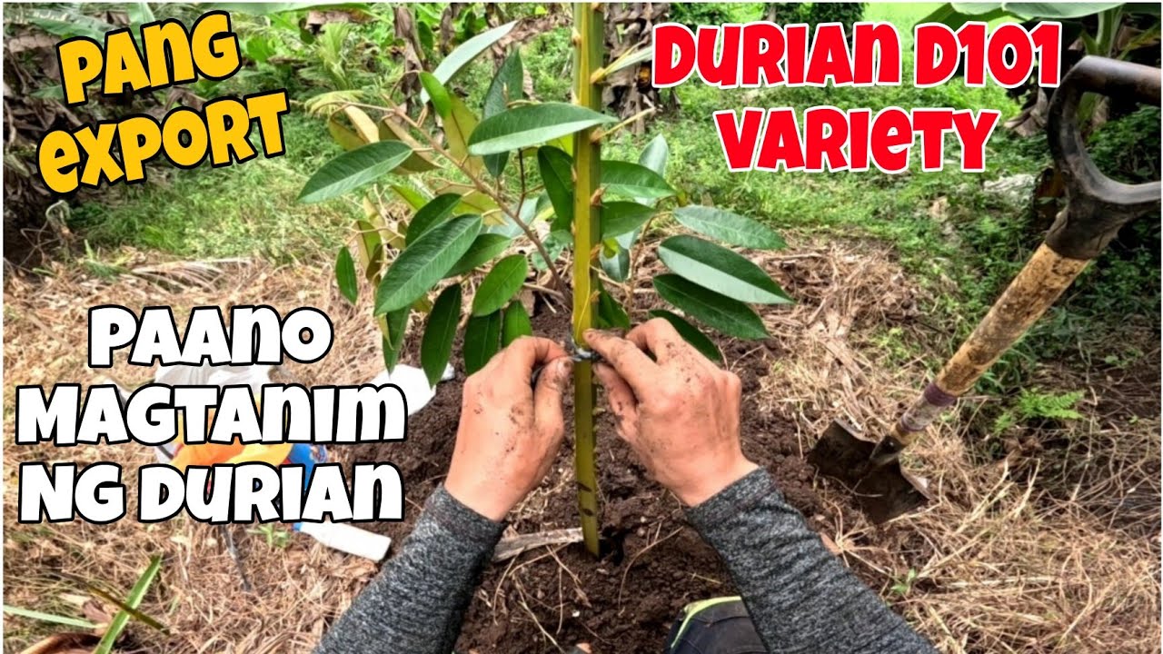 DURIAN D101 VARIETY.PAANO MAGTANIM NG DURIAN. - YouTube