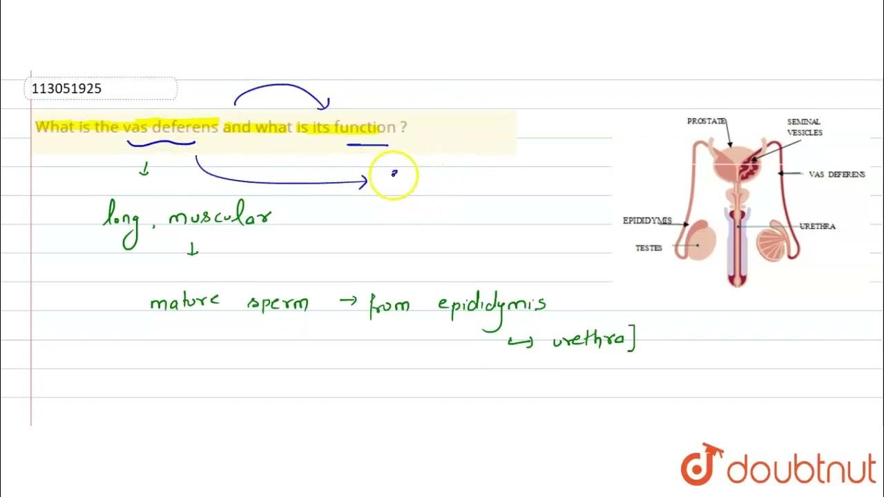 What Is The Vas Deferens And What Is Itsfunction CLASS 10 what-is-the-vas-deferens-and-what-is-itsfunction-class-10