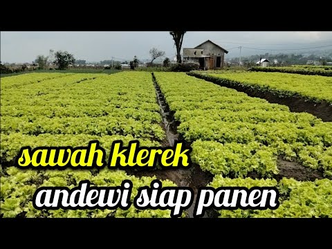 Panen andewi di sawah klerek - YouTube