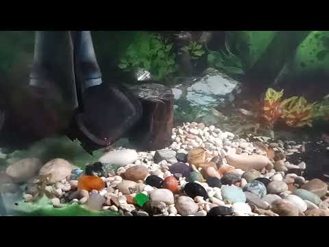 Sexy telanjang seperti ikan,