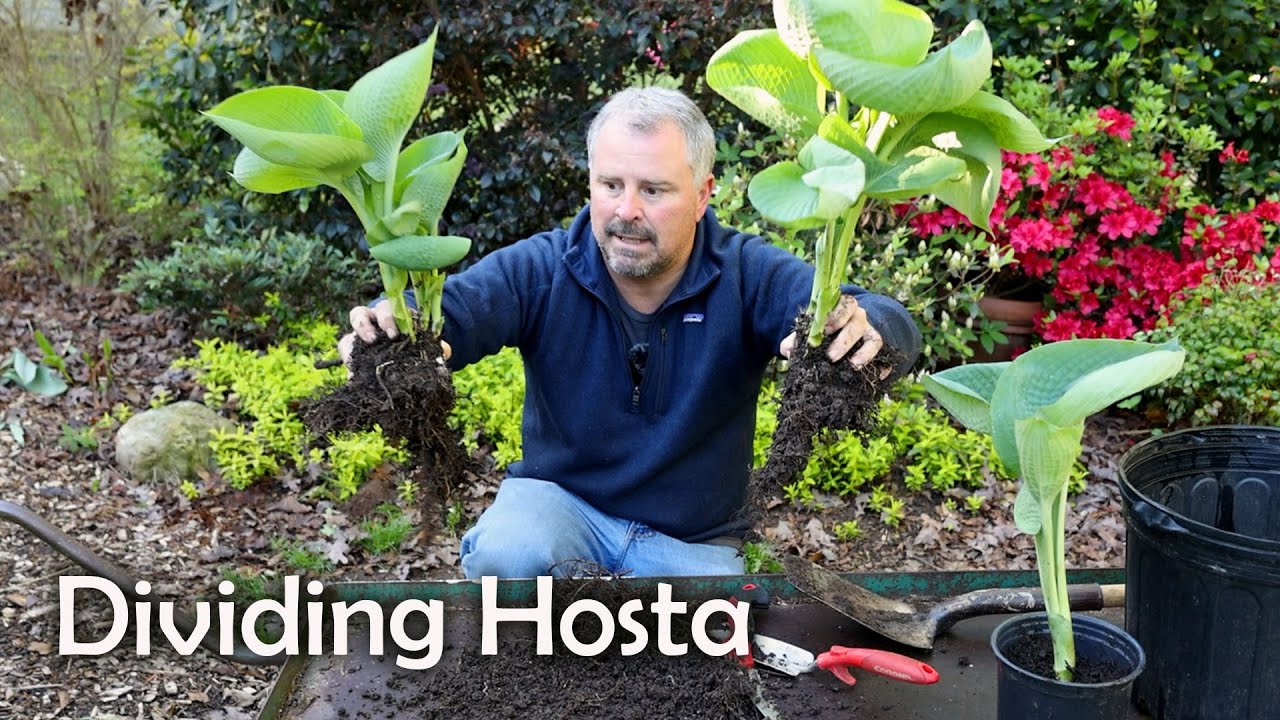 How to Divide Hosta - YouTube