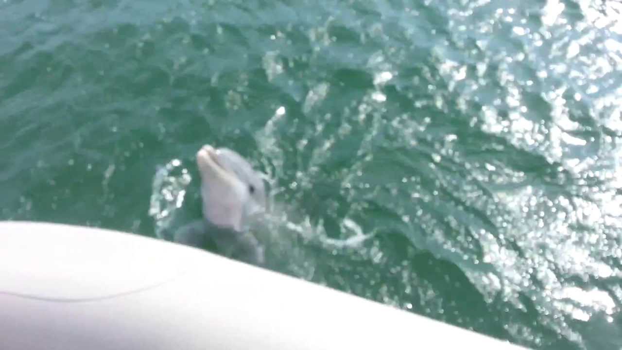 Shell Island Dolphin - Panama City, Florida - YouTube