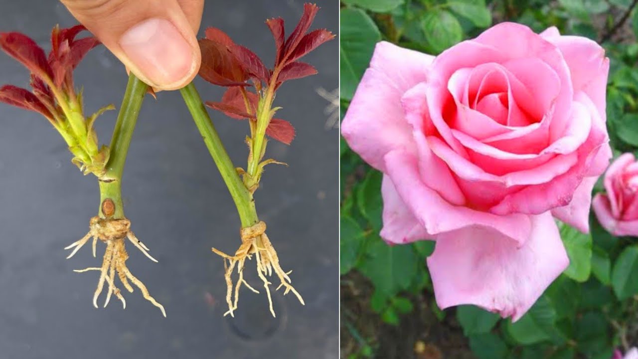 Rose Propagation method || Propagation Rose Plant || Grow Rose flower ...