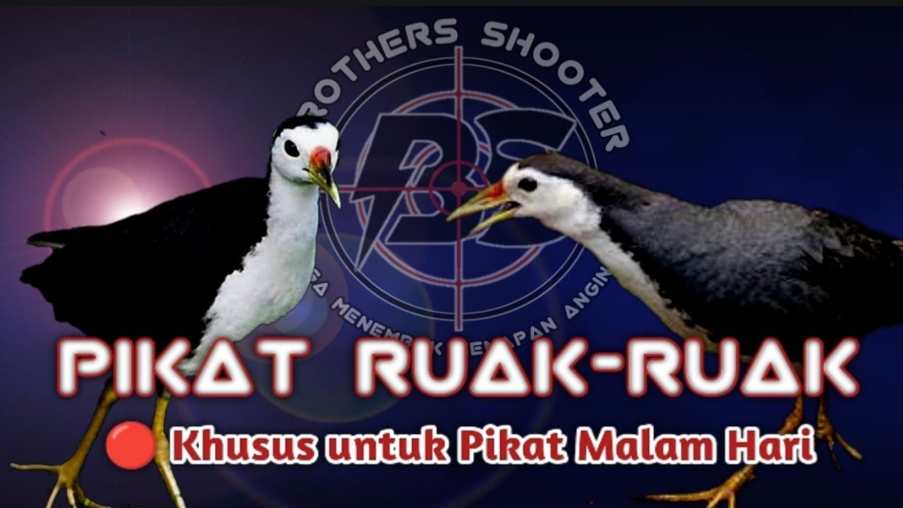 PIKAT RUAK-RUAK 🔴Khusus untuk Pikat Malam Hari - YouTube