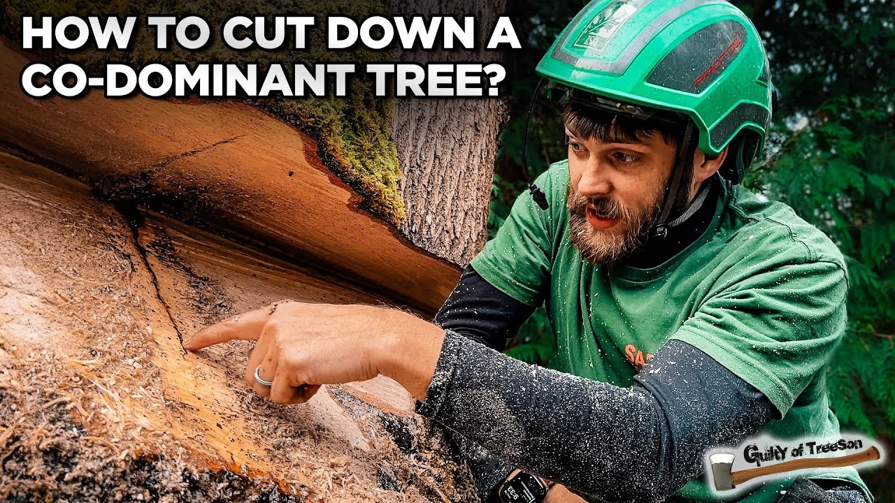 How to Fell a CO-DOMINANT Tree! - YouTube
