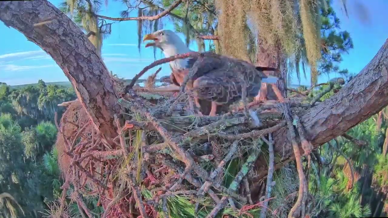 24 Hour Time Lapse of an American Bald Eagle Nest! - YouTube