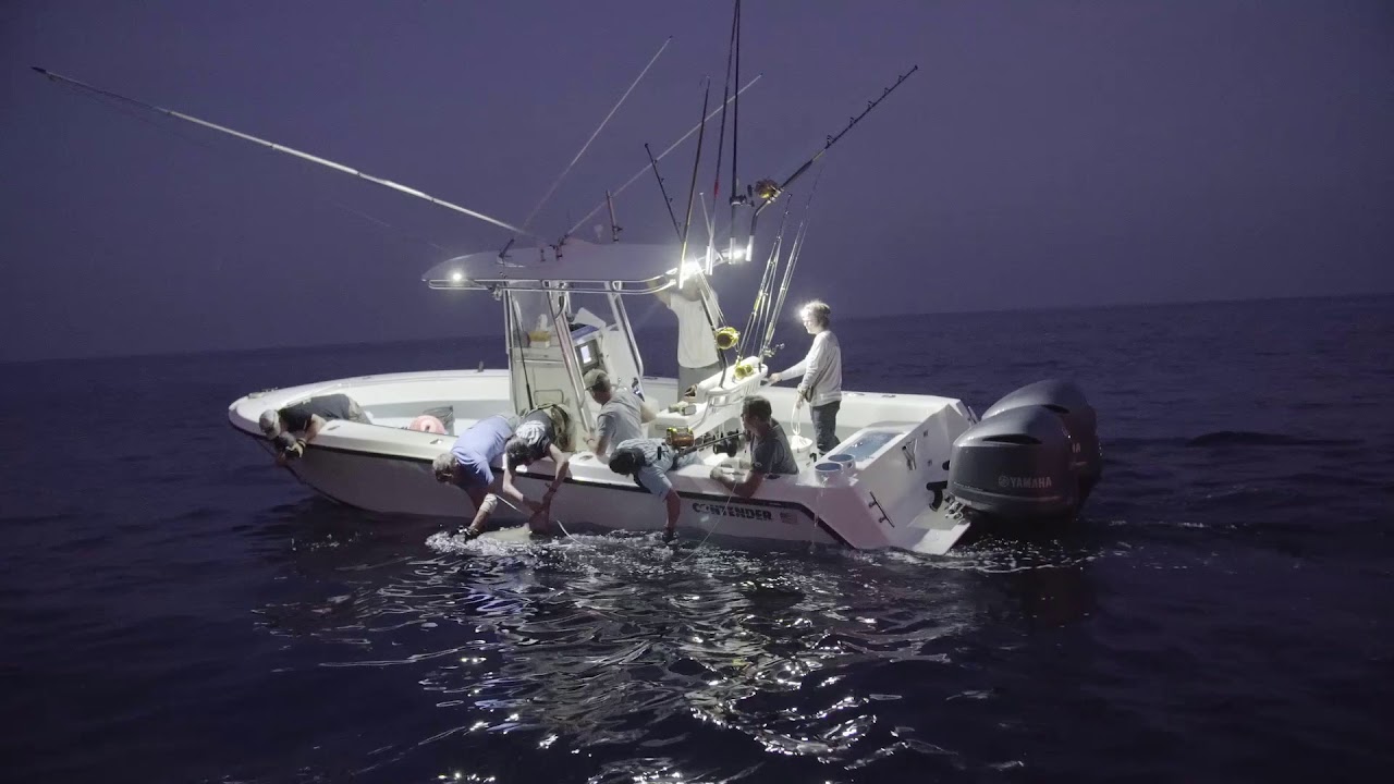 Expedition Gulf Stream: Tagging Hammerhead Shark Norris - YouTube