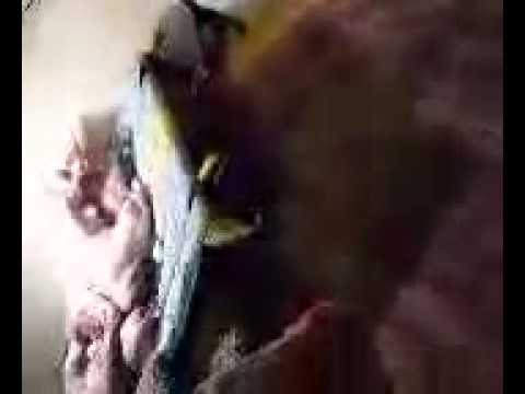 Sweet Sphynx outcross Kittens and their mom - YouTube