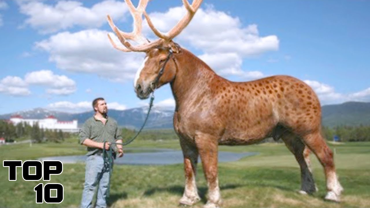 Top 10 Unsettling GIANT Animals Caught On Camera - YouTube