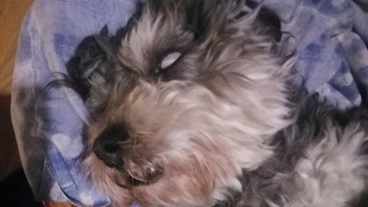 Scooby sleeping the sequel - YouTube