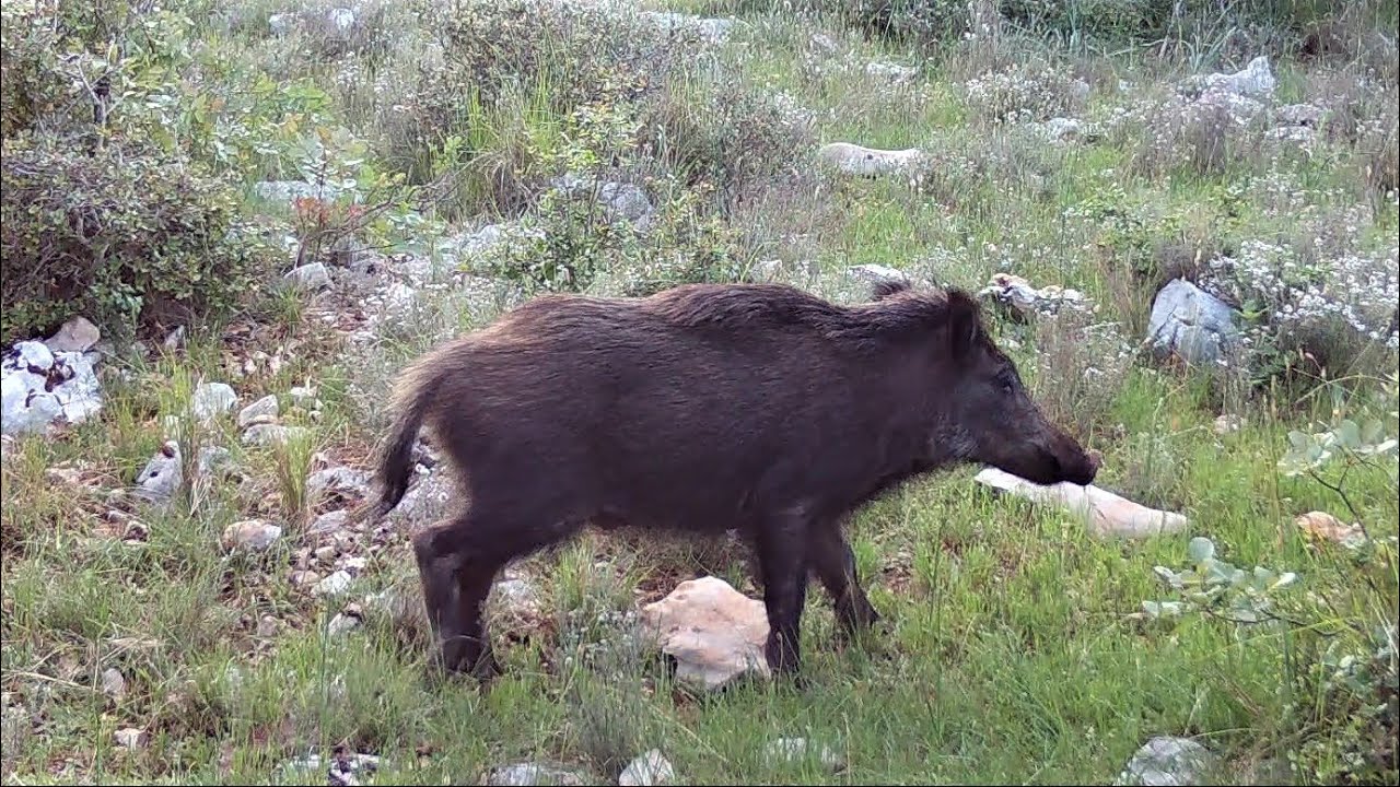 186 - La faune de la garrigue - YouTube