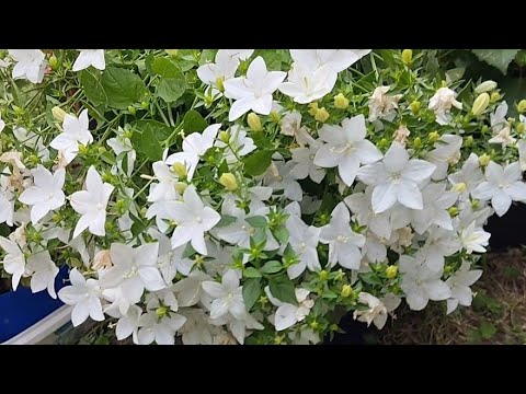 MAVİŞLER,KÜPELİLER,KINA ÇİÇEKLERİ,BEGONYALARLA BAHÇE TURU🎉#vlog#keşfet#garden#flowers 