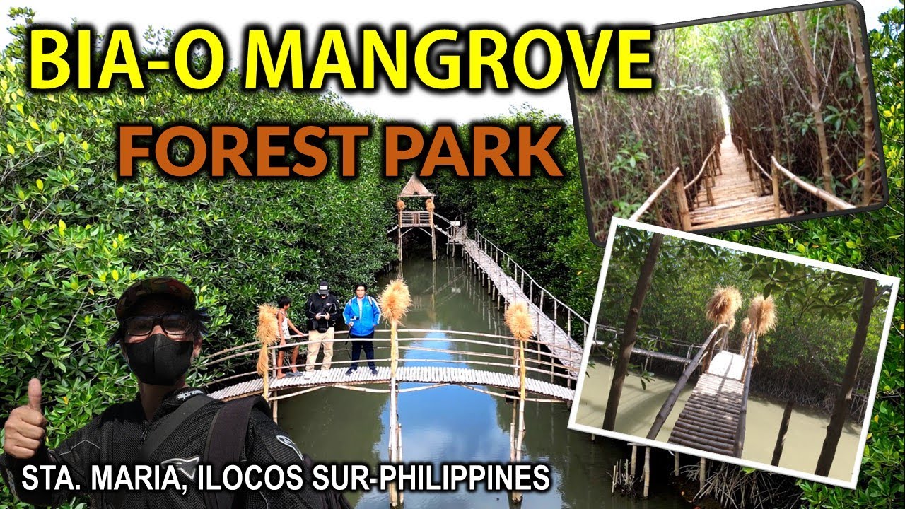 BIA-O MANGROVE FOREST PARK Sta. Maria, Ilocos Sur BEST PLACE TO VISIT ...