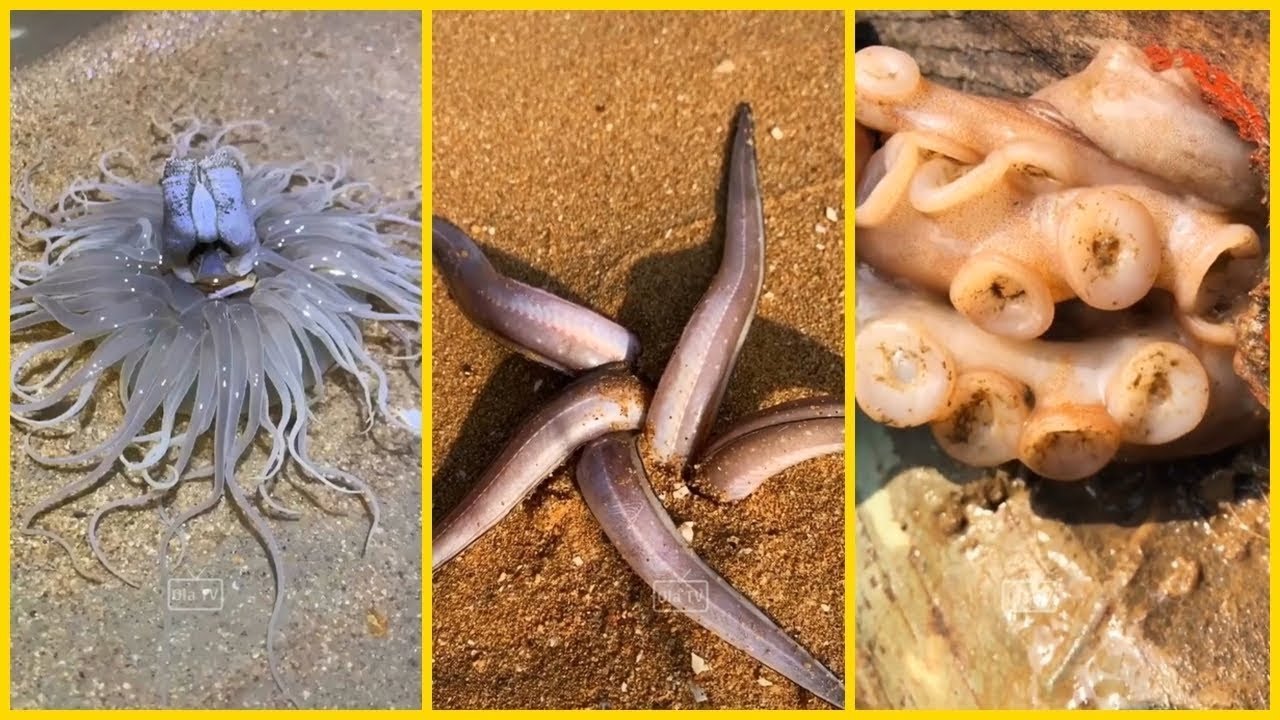Amazing Fishing Videos 🐙 Catching Seafood Monster Include Lobster ...