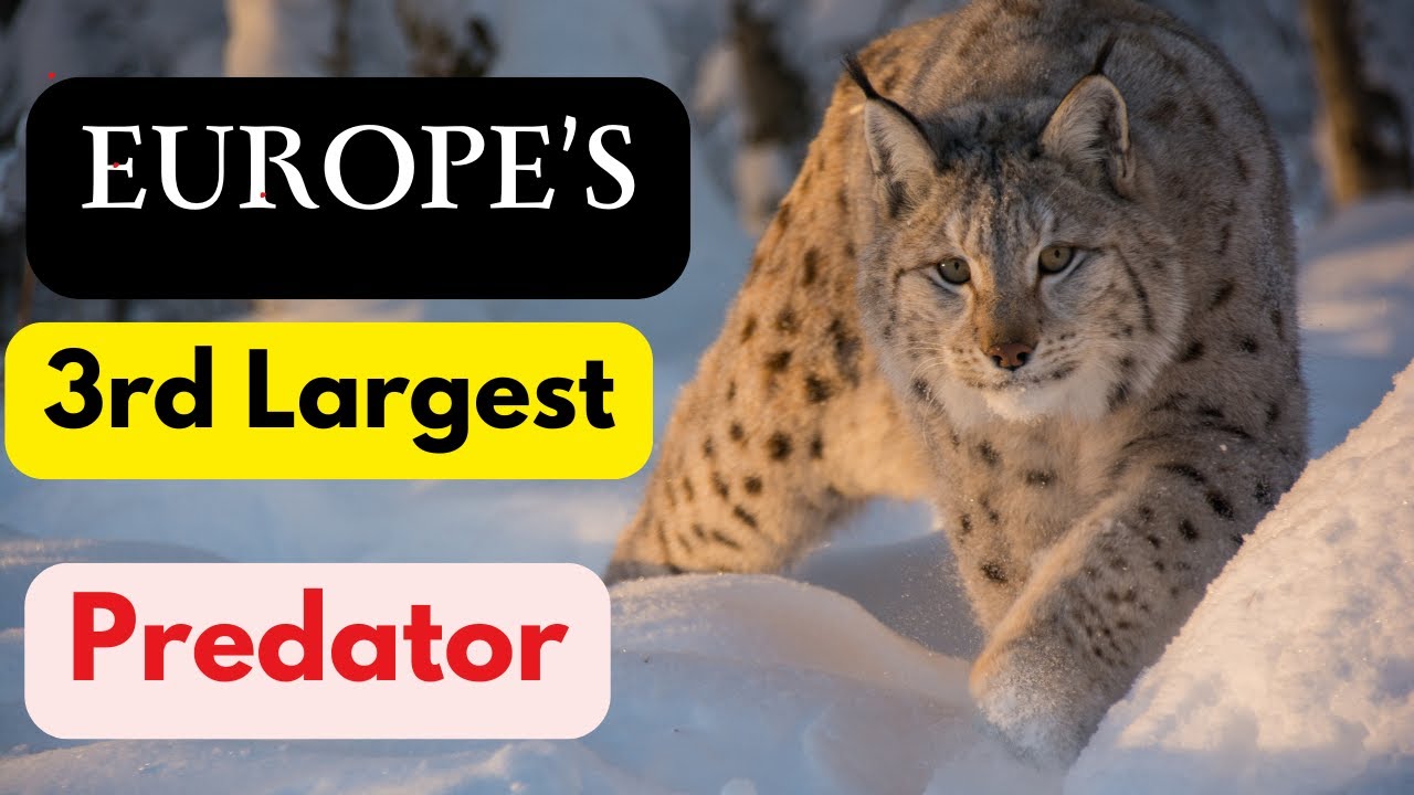 5 Surprising Facts about Eurasian Lynx| Lynx Cat - YouTube