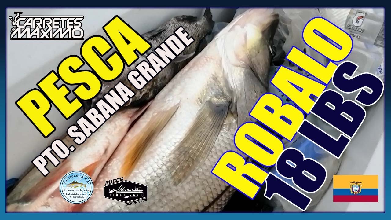 Pesca Sabana Grande 2023 Robalos Roncos Y Mas Youtube