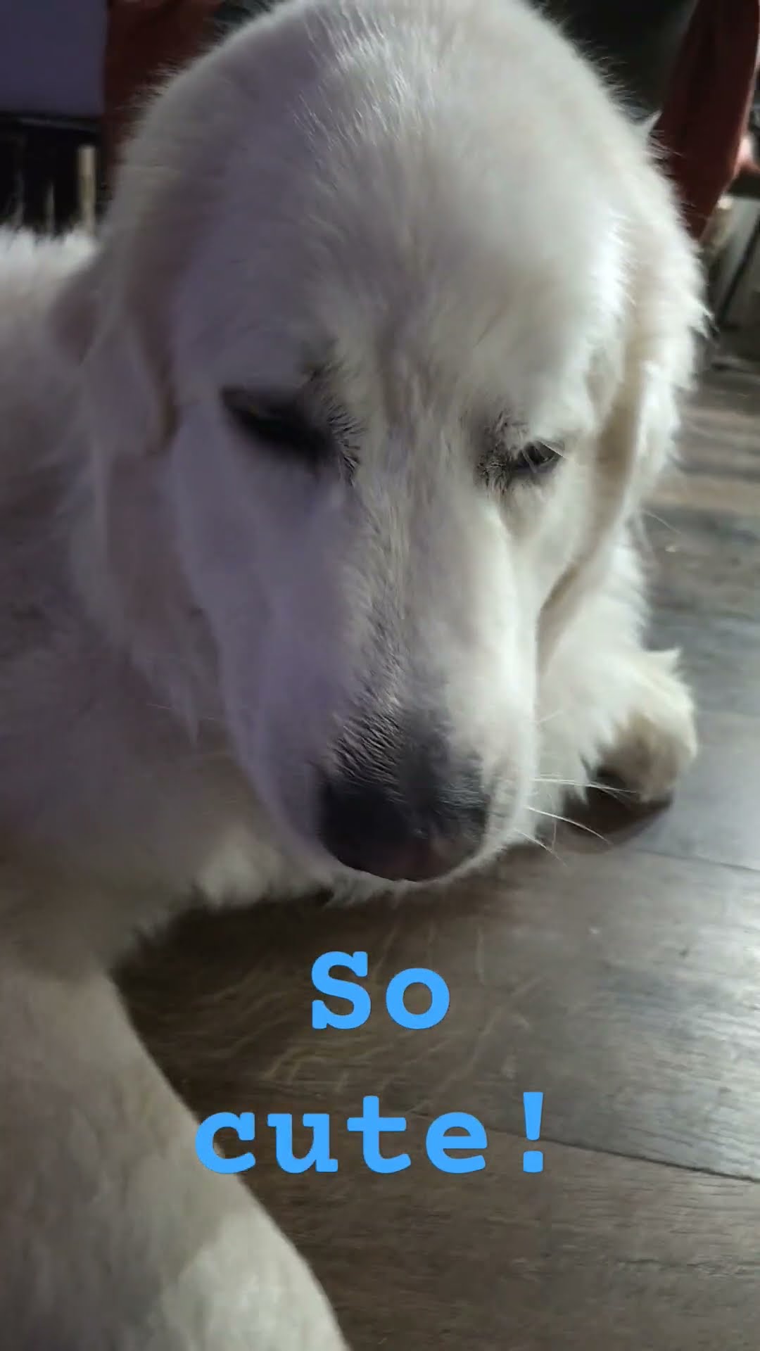 Just the baby doggy! Got Pyrenees? - YouTube