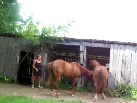 Young Stallion Breeding - YouTube