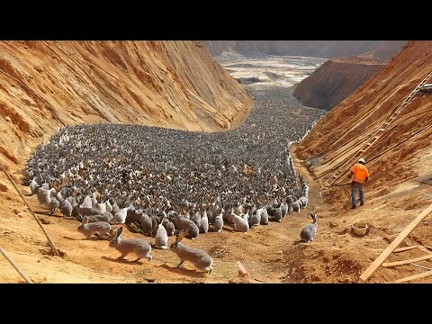 China Trasladó Un Millón De Conejos Al Desierto, Un Año Después, El Mundo Se Conmocionó