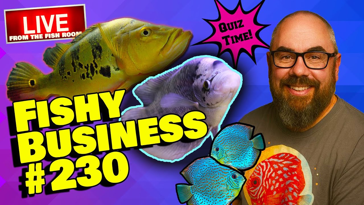 Friday Night Live! - Fishy Business #230 - YouTube