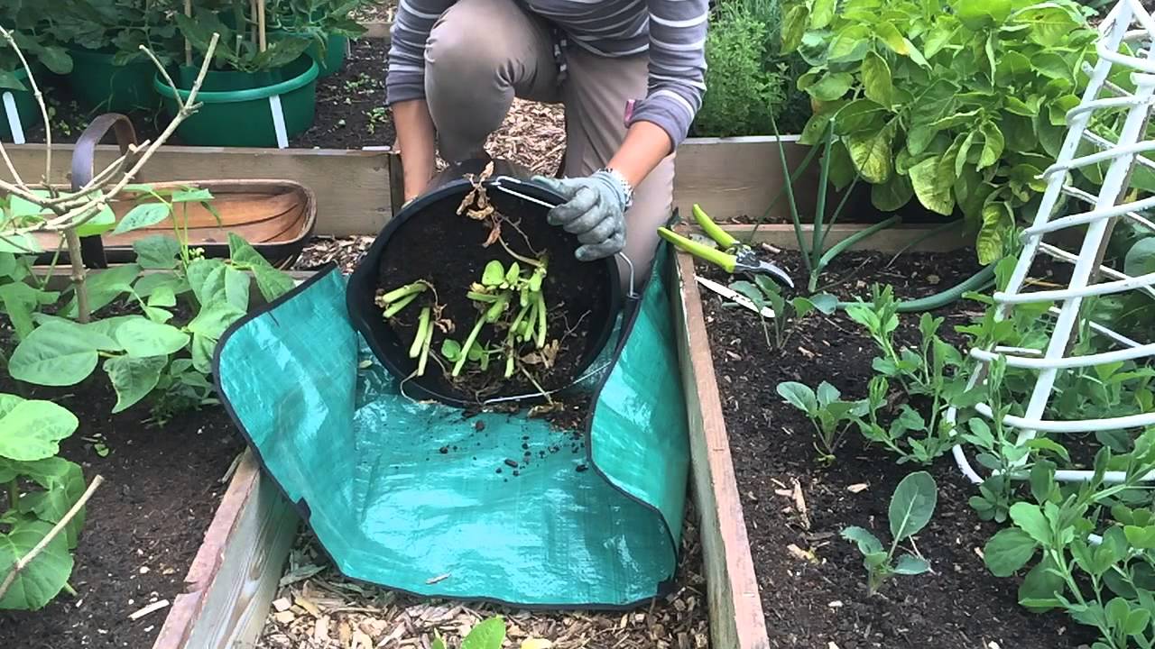 Plot and Pots 2015 S1 6-GROW First Earlies Potatoes Harvest - YouTube