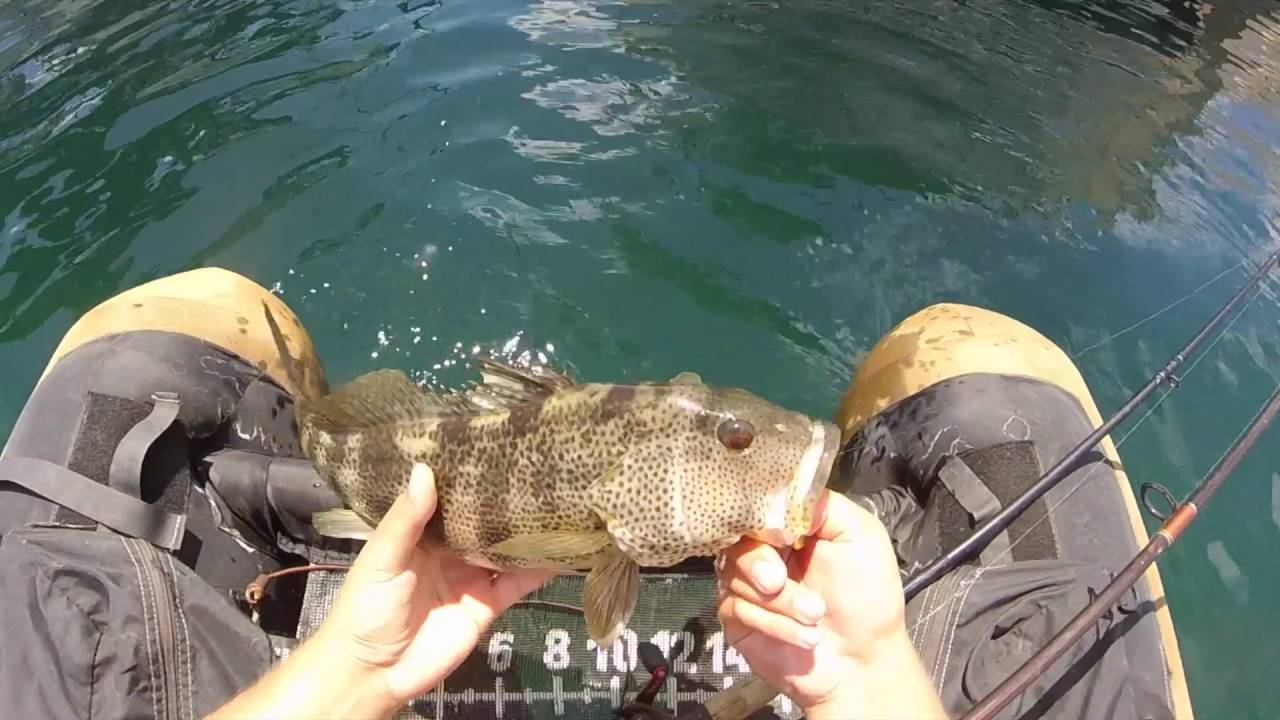 Fishing for Spotted Bay Bass with 3" Paddle Fry Swimbait - YouTube
