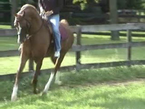 Spelling Heir American Saddlebred Hunter - YouTube