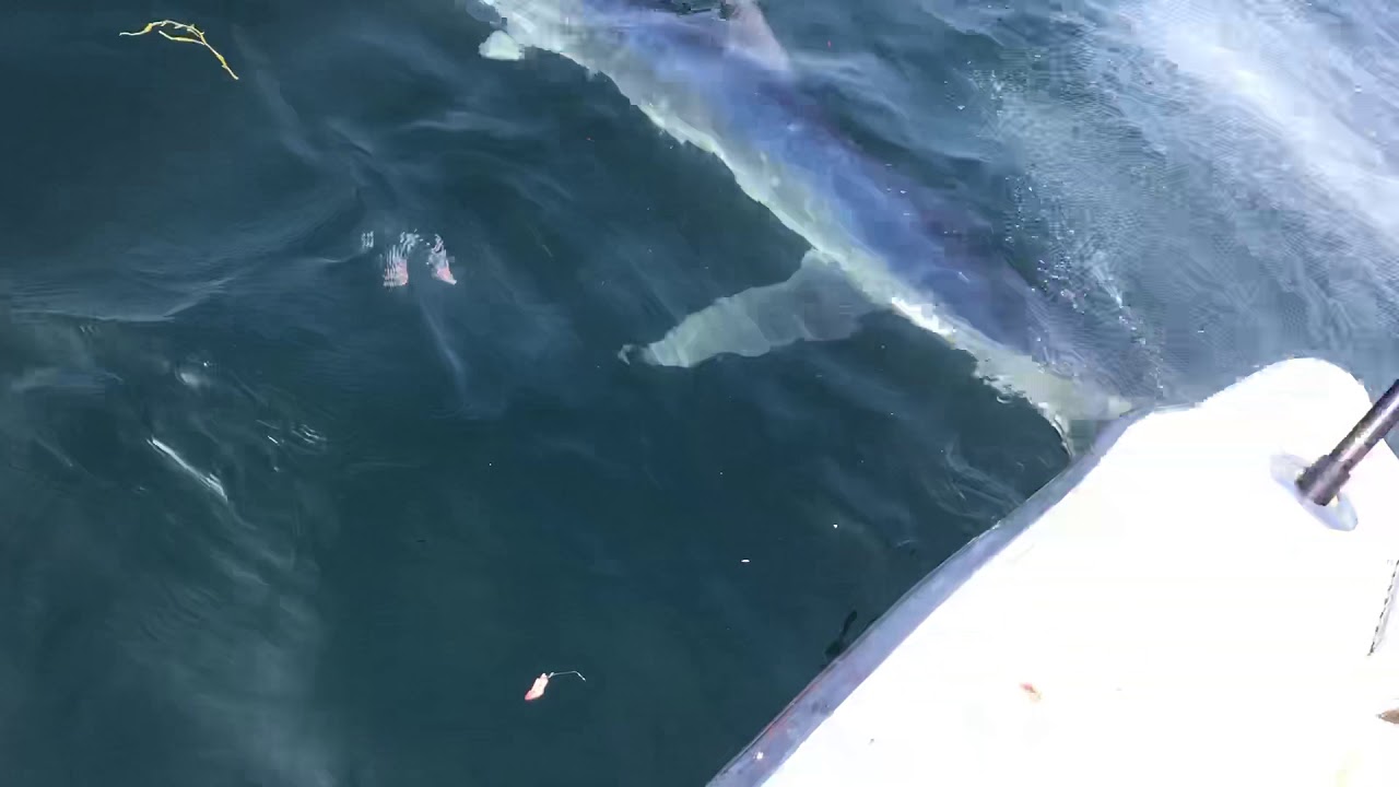 Shark cape cod - YouTube