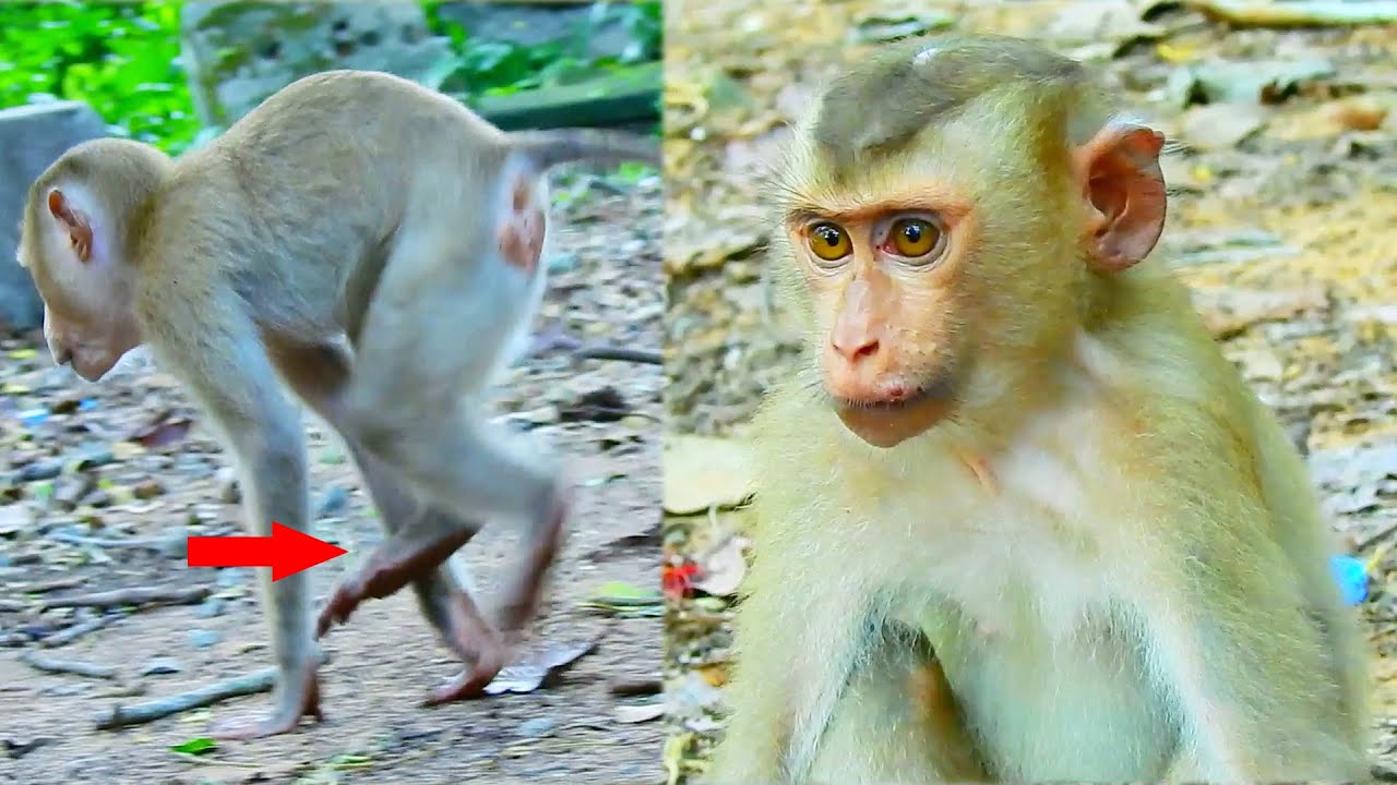 😥Pitiful, the little monkey is disabled left and right because another ...