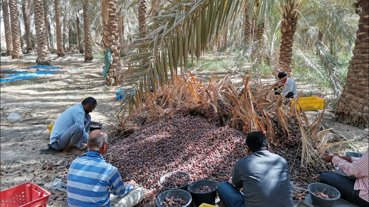 khajooron ka Bagh ||Dates Farms of Saudi Arabia ||Dates palm || Village ...