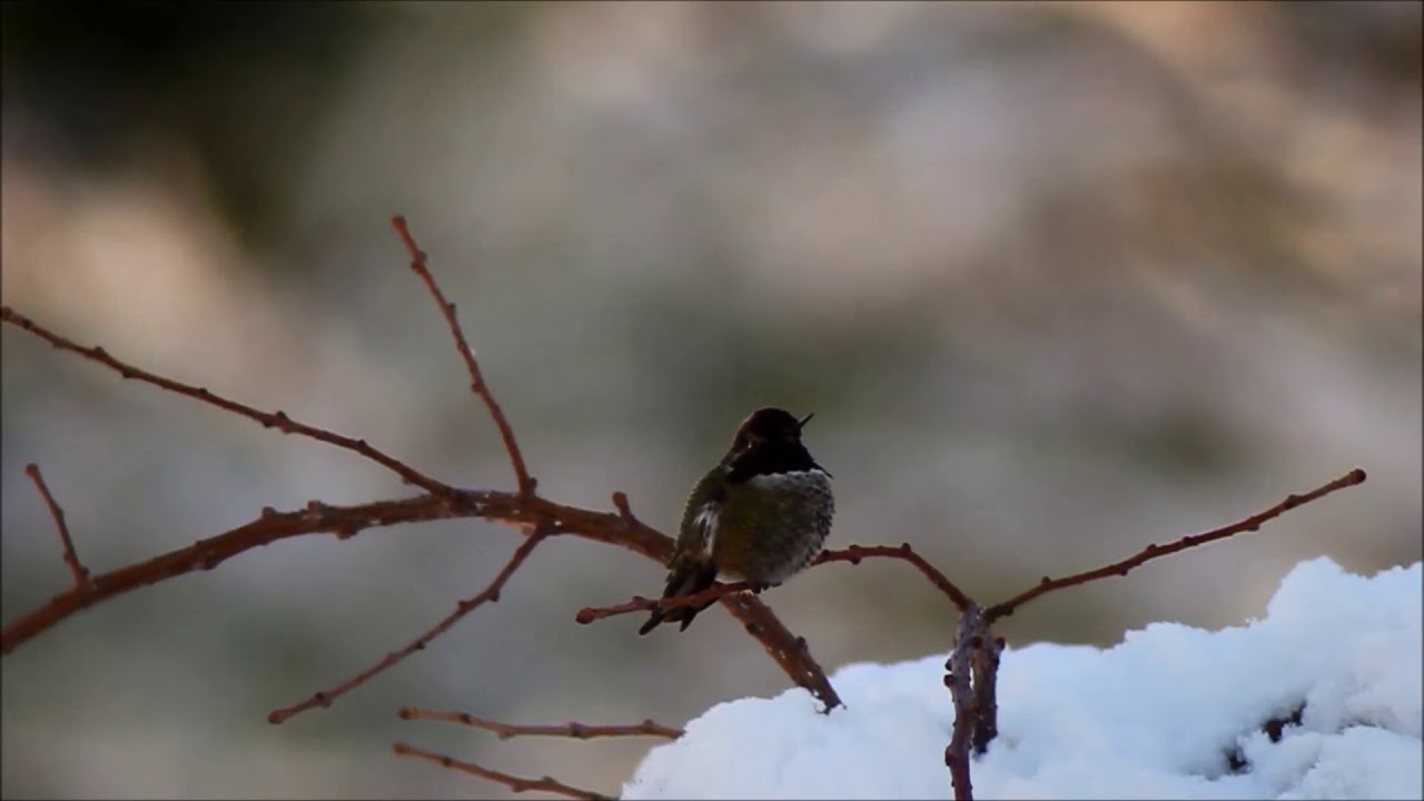 Anna's hummingbird in the snow - YouTube
