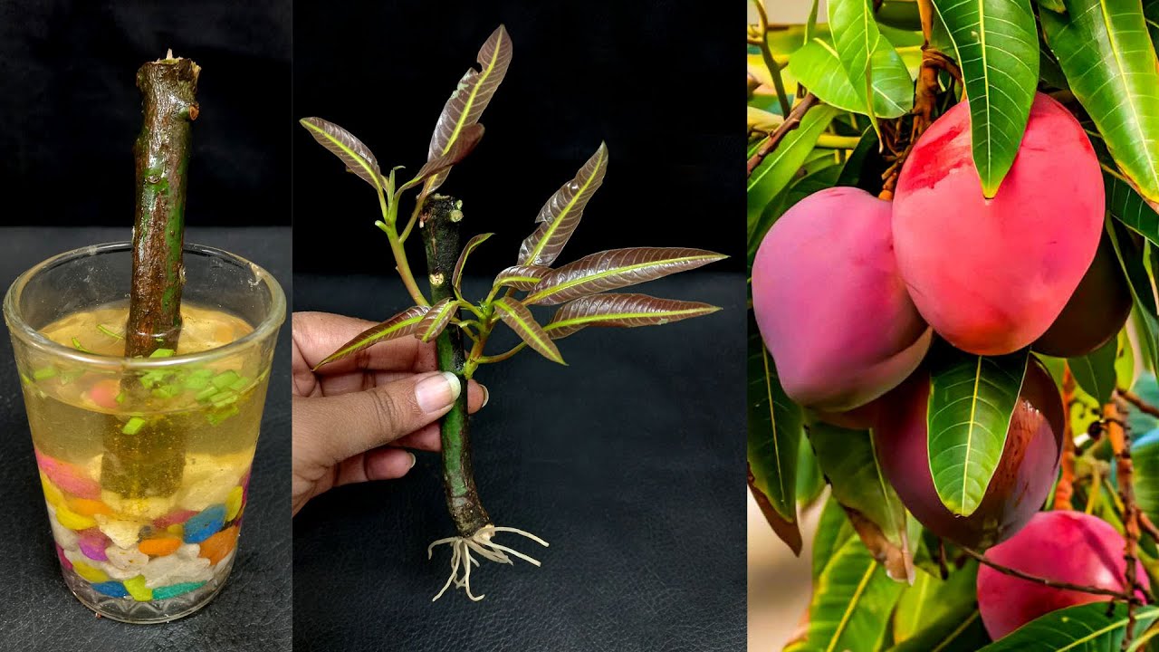 How to Grow Mango Tree from Cutting With Aloe Vera & Turmeric Powder In ...