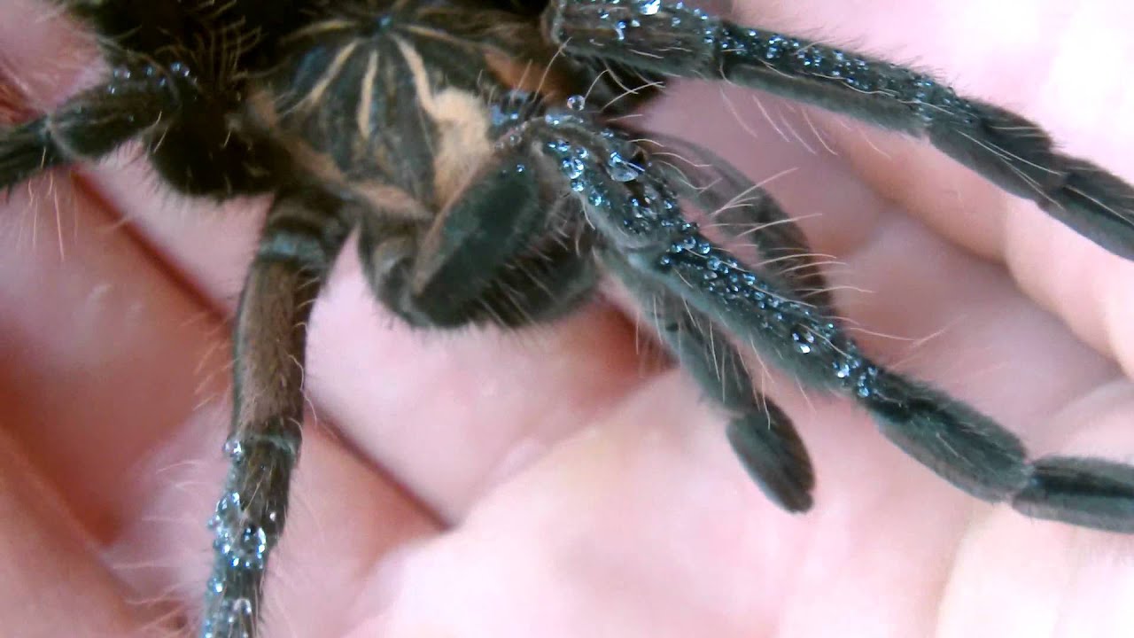 Santo domingo goliath (Pamphobeteus sp) - YouTube