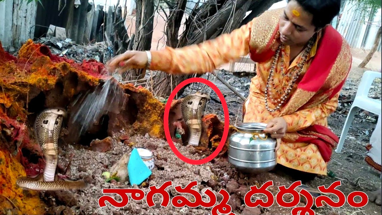 రాకేష్ బోనం అన్న పుట్టలో నాగపాము దర్శనం ఎల్లమ్మ పుట్ట బంగారం పూజ|putta ...