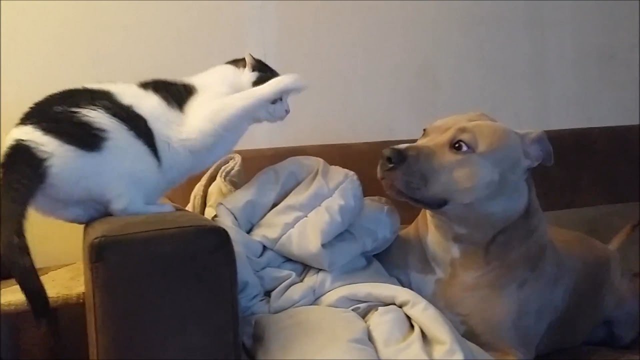 American Bully Gets Bullied By Cat - YouTube